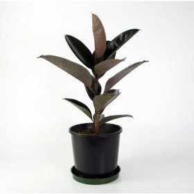 Ficus Elastica Decora Rubra- Ficus black – Plants Depot – Wholesale ...