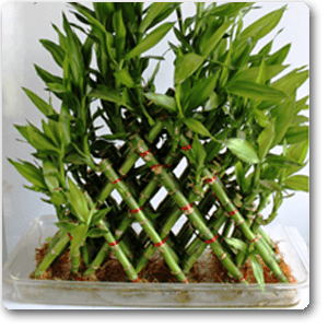 Lucky Bamboo 5 Layer Pyramid – Plants Depot – Wholesale Plants & Trees ...