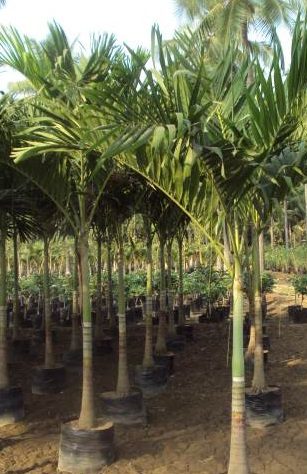 Mirchi Mari green – Plants Depot – Wholesale Plants & Trees Supplier ...